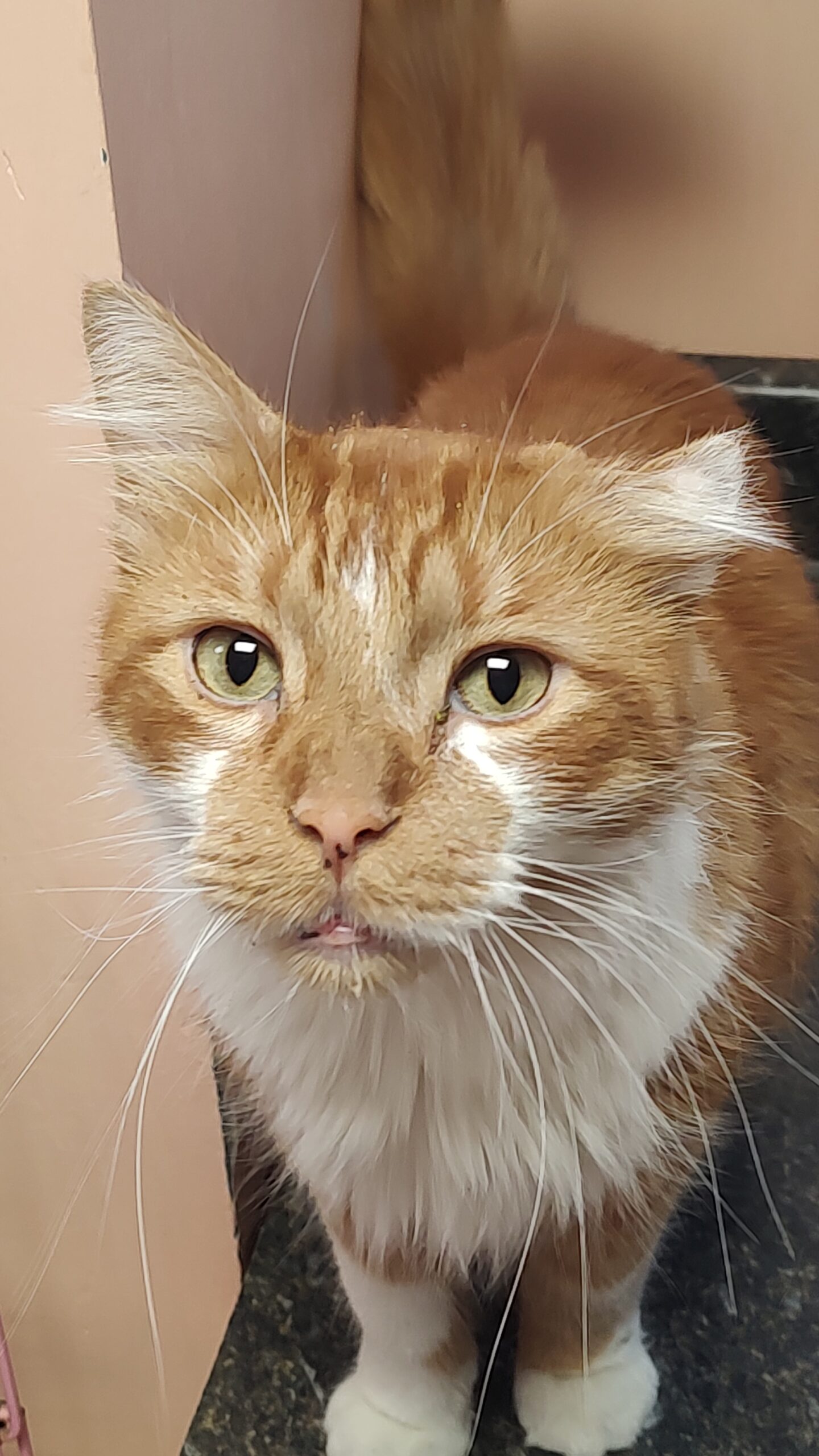 Jasper Is WSCR Cat Of The Week | News, Sports, Jobs - Post Journal